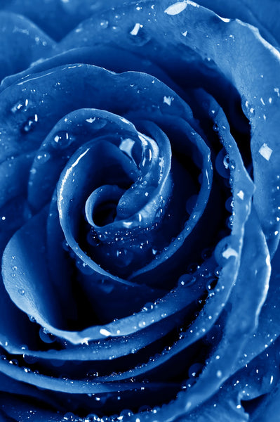 Blue Romantic Rose Background For Valentine's Day IBD-24398 – iBACKDROP