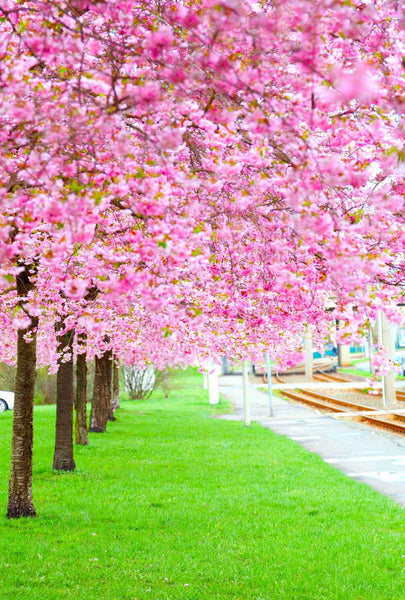 Festival Backdrops Season Background Spring Backdrops CM-MR-0018-E ...