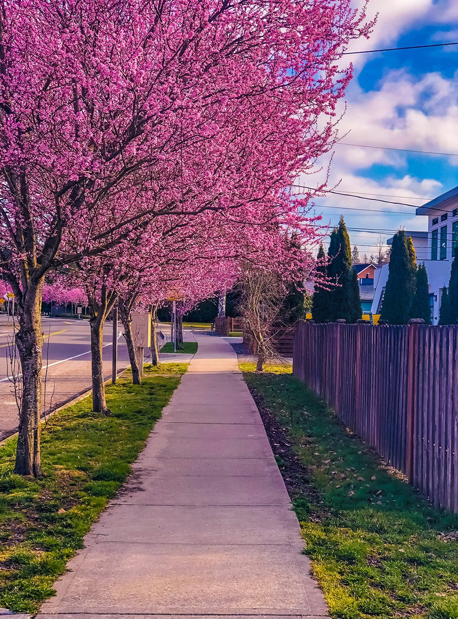 Shop For Scene Backdrops For Photography Online | iBACKDROP – tagged ...