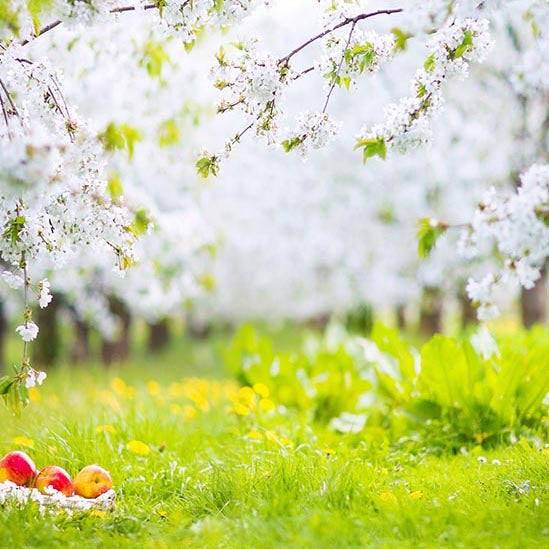 Season Backdrops Spring Backdrops Green Background S-3101 – iBACKDROP